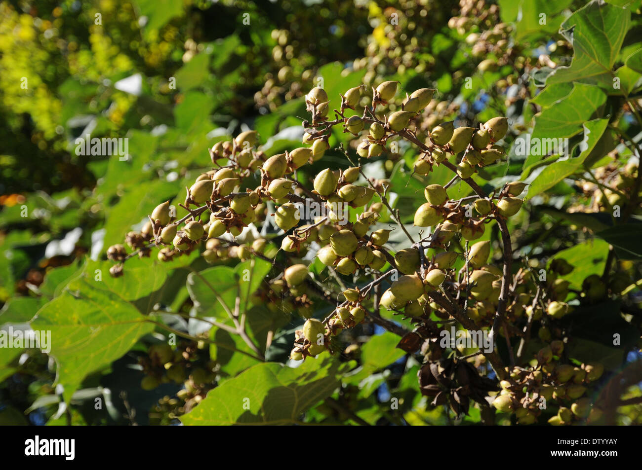 Empress tree hi-res stock photography and images - Alamy