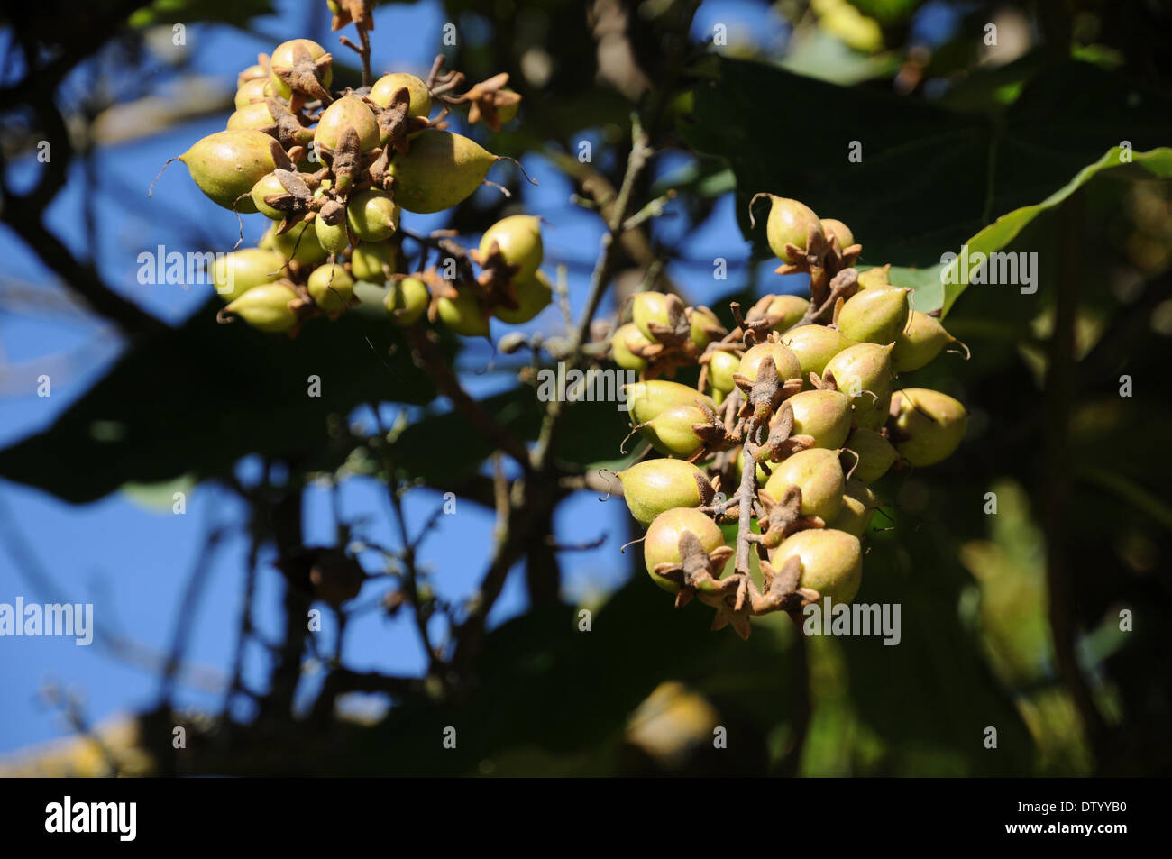 Foxglove tree fruits hi-res stock photography and images - Alamy