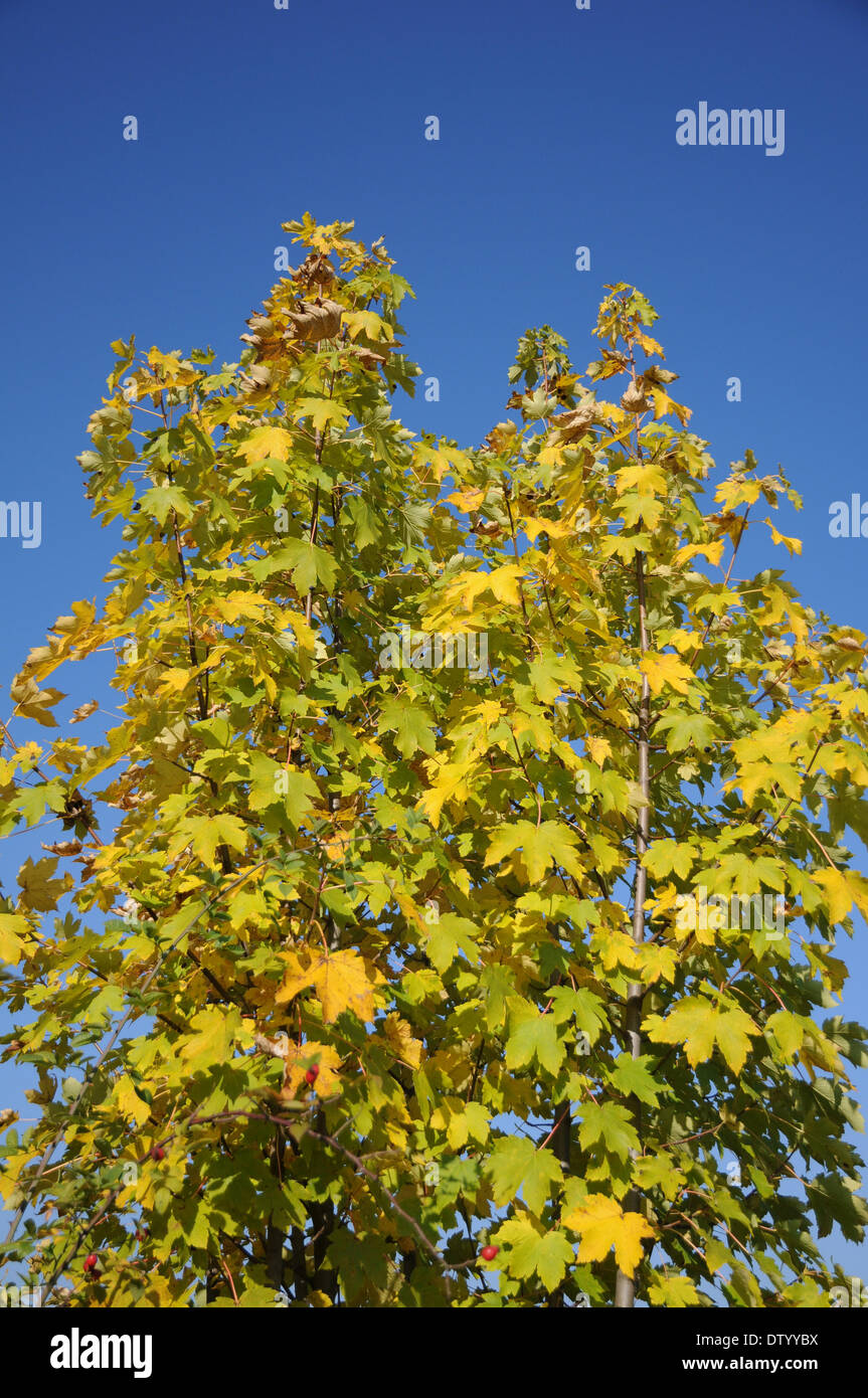 Sycamor hi-res stock photography and images - Alamy