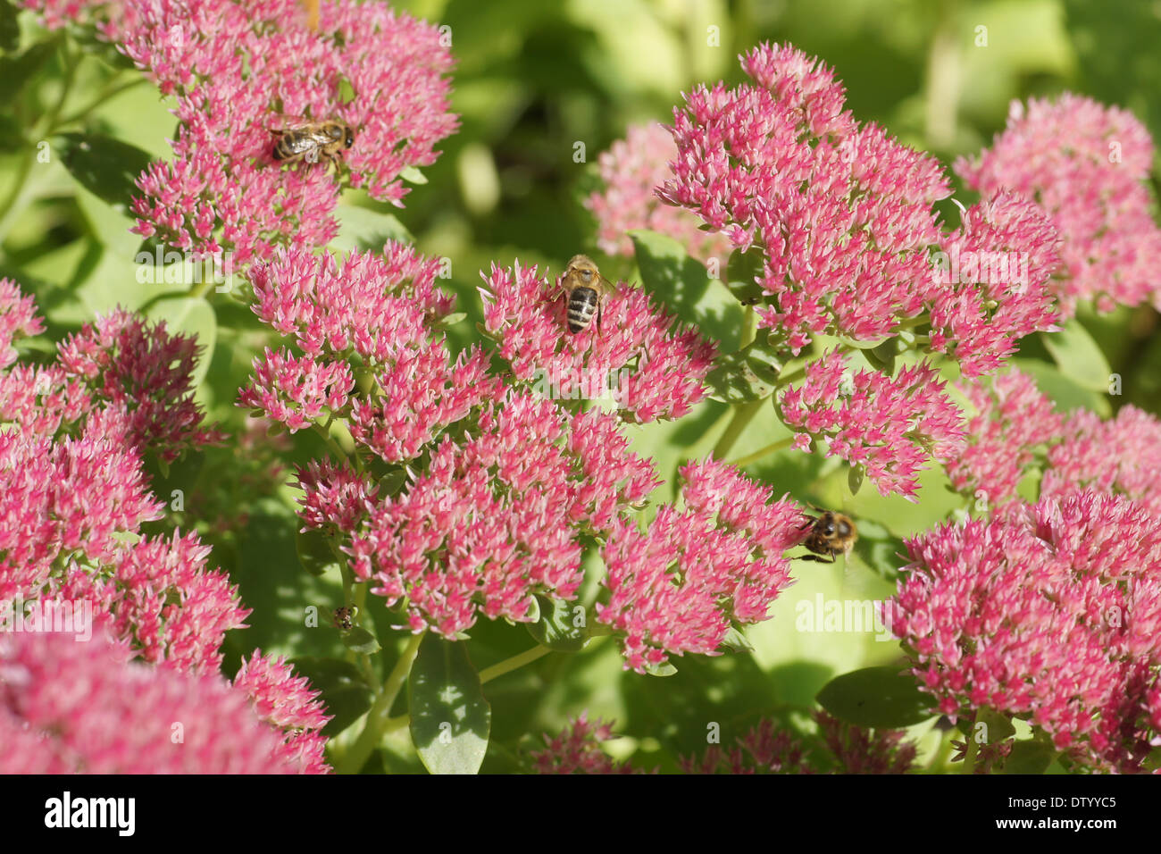 Sedum hi-res stock photography and images - Alamy
