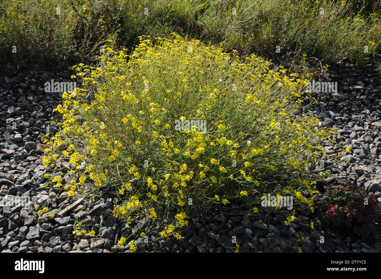 Ragworts weeds hi-res stock photography and images - Alamy