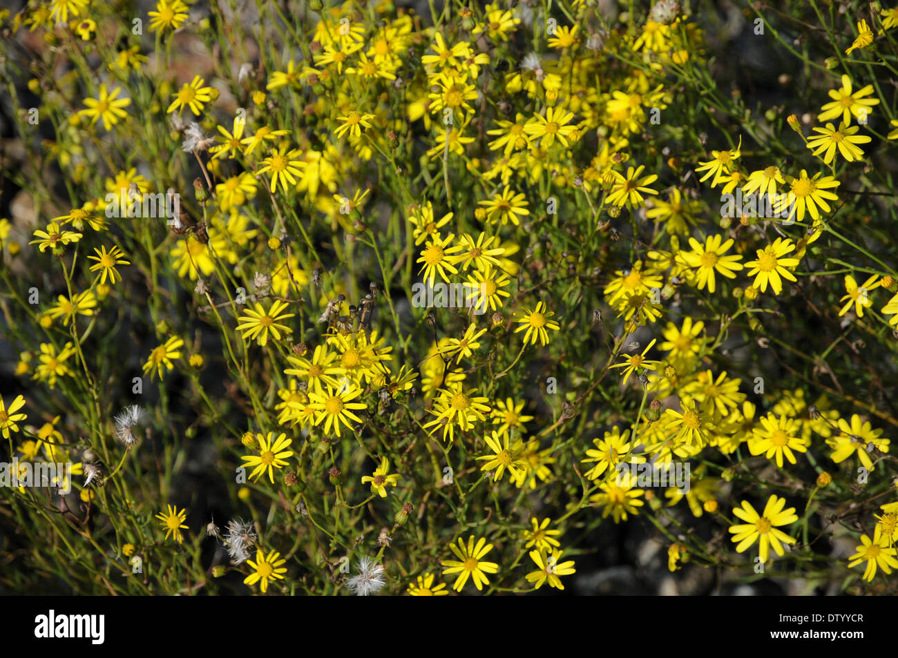 Ragworts hi-res stock photography and images - Alamy