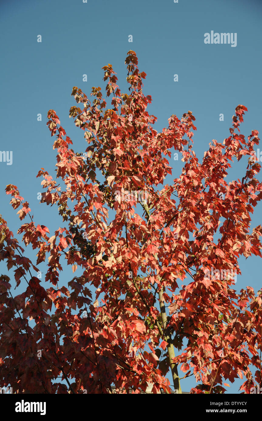 Acer rubrum summer red tree hi-res stock photography and images - Alamy