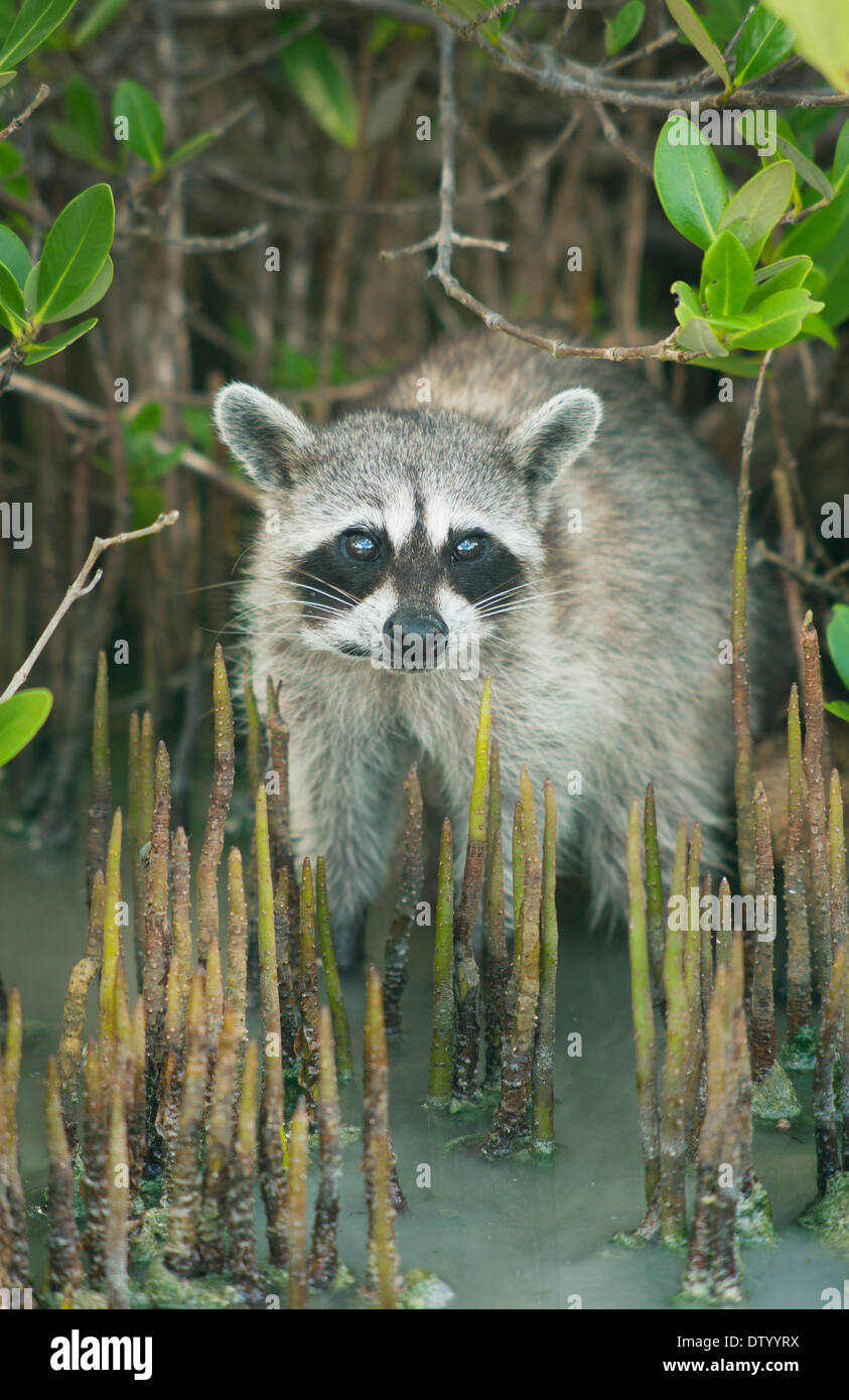 Pygmy raccoon procyon pygmaeus critically hi-res stock photography and ...
