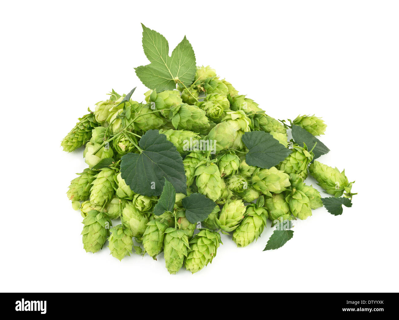 hop cones isolated on the white background Stock Photo - Alamy