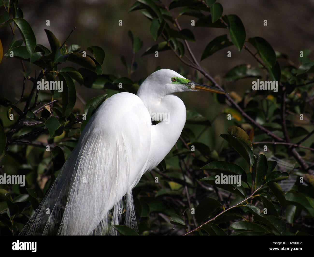 Breeding male Great Egret with green mask around eyes and full plumage ...