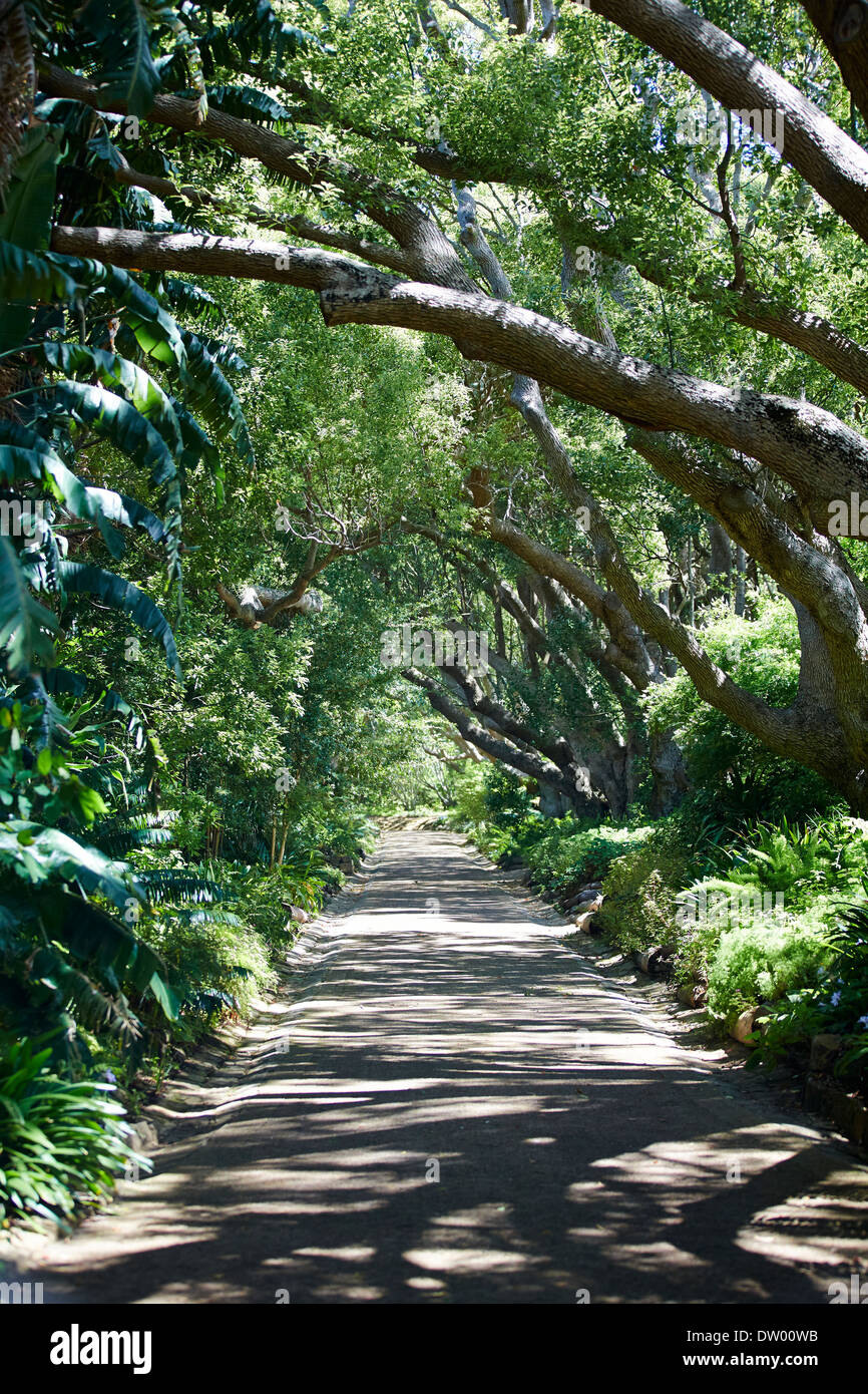 Forest pathway through the wilds Stock Photo - Alamy