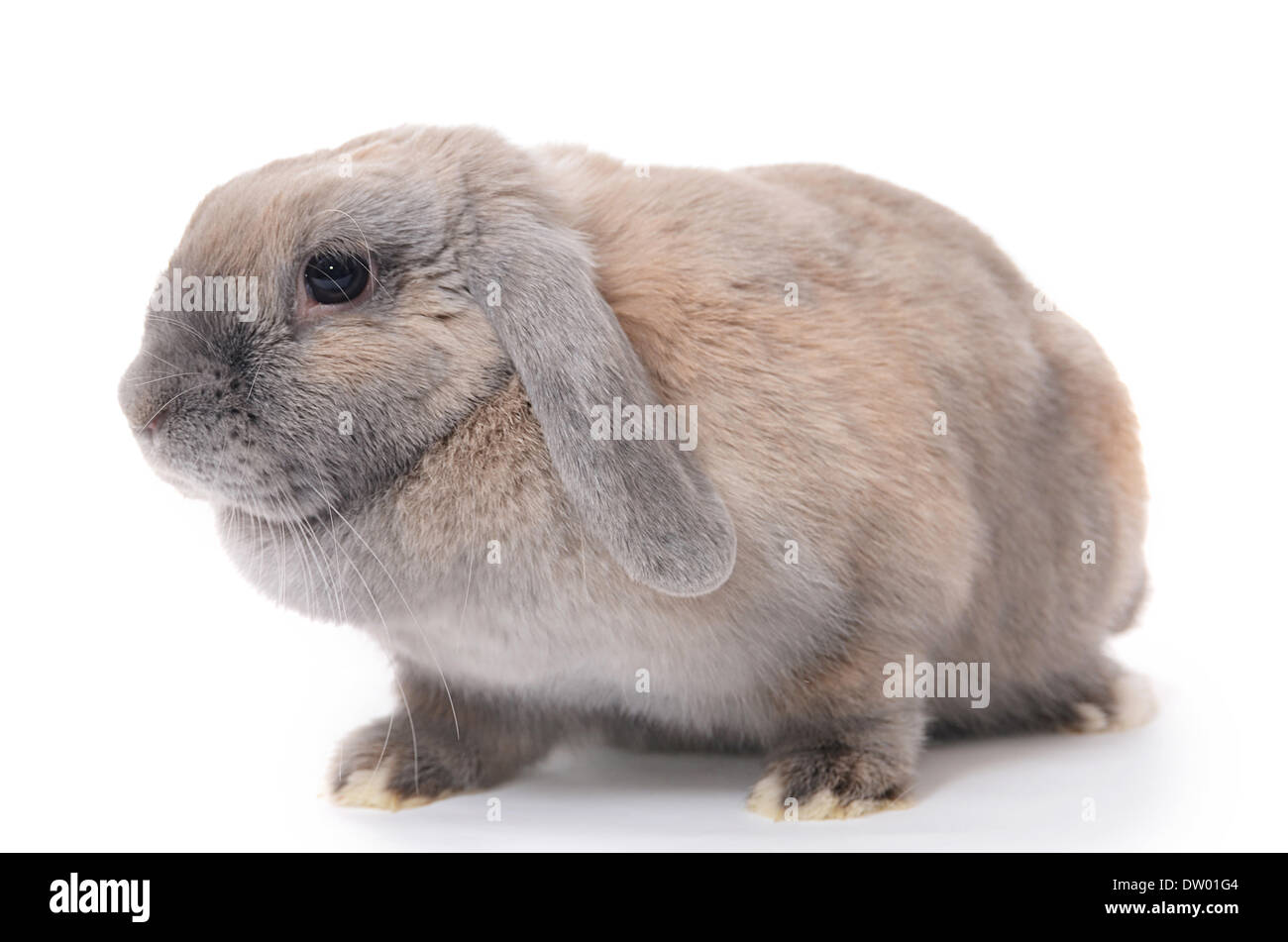 Grey rabbit isolated on white background Stock Photo - Alamy