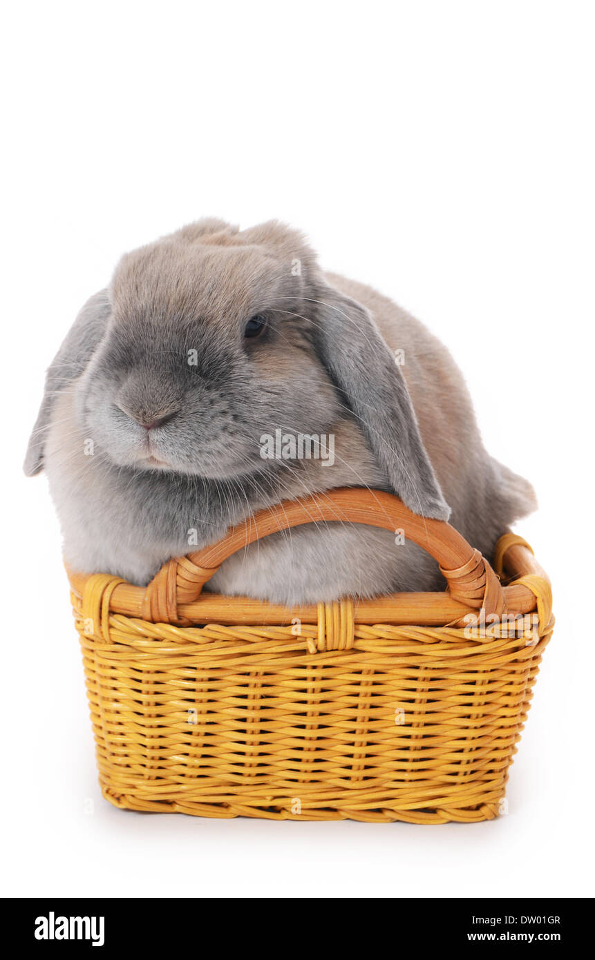 Grey rabbit in a basket isolated on white Stock Photo - Alamy