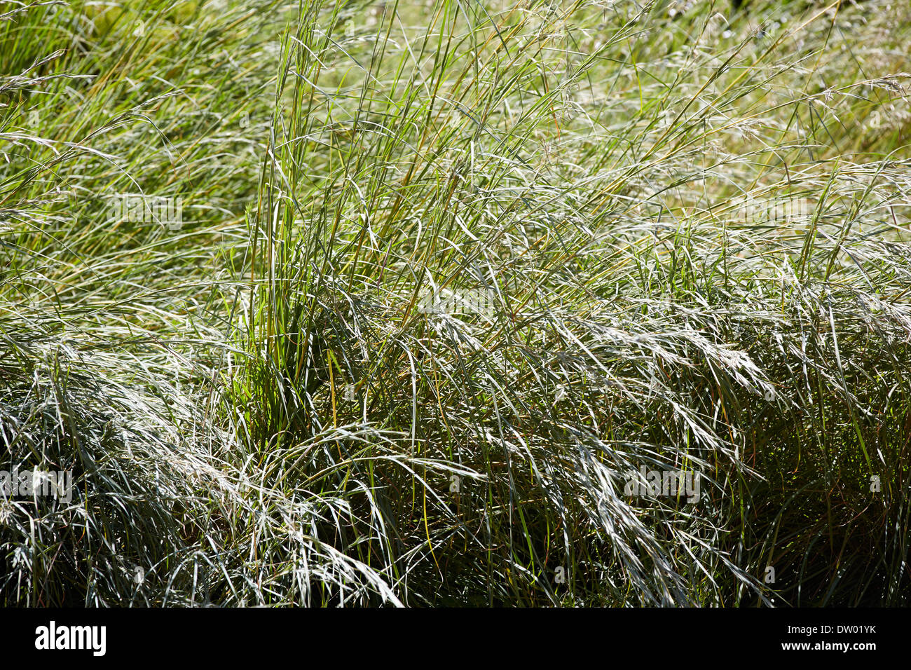 Long wild grass at the beach Stock Photo - Alamy