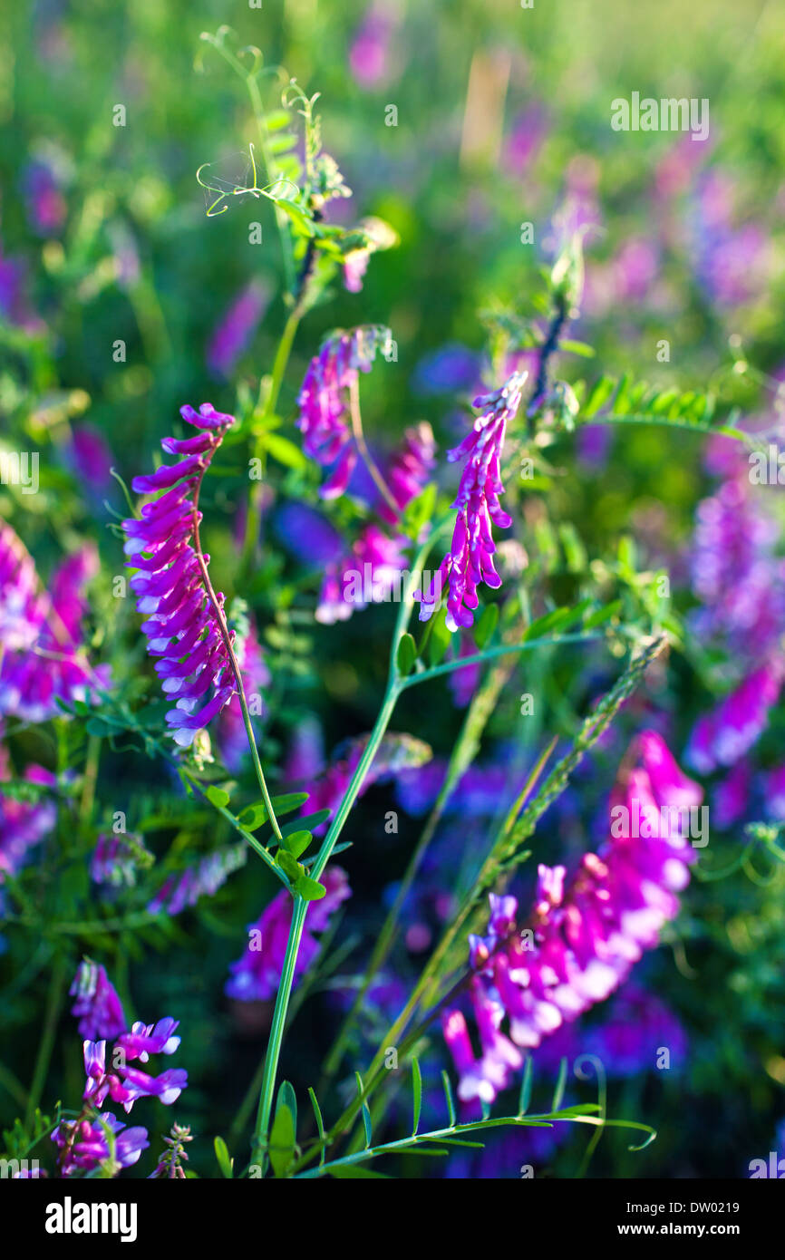 Purple vetch hi-res stock photography and images - Alamy