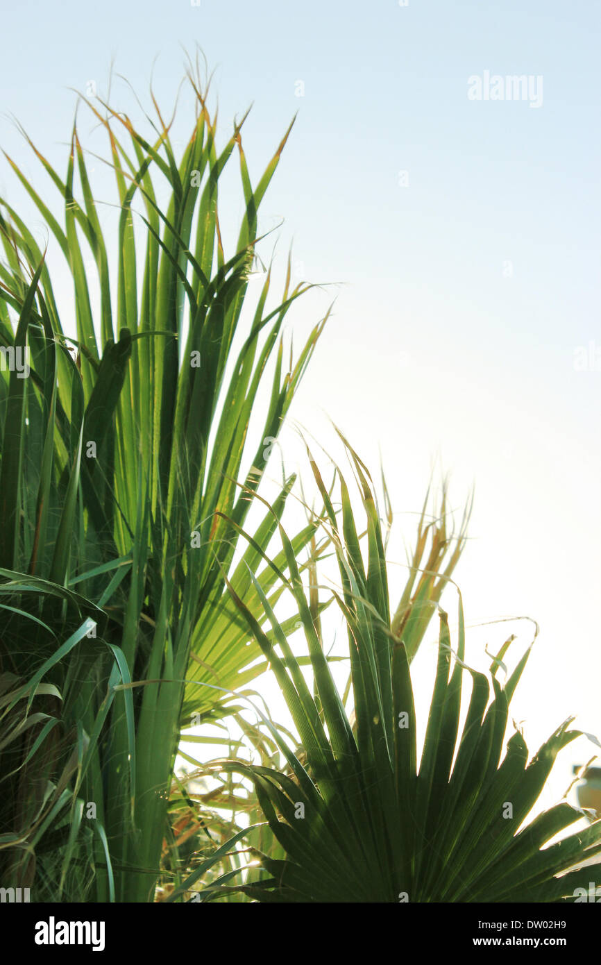 Palm tree bud hi-res stock photography and images - Alamy