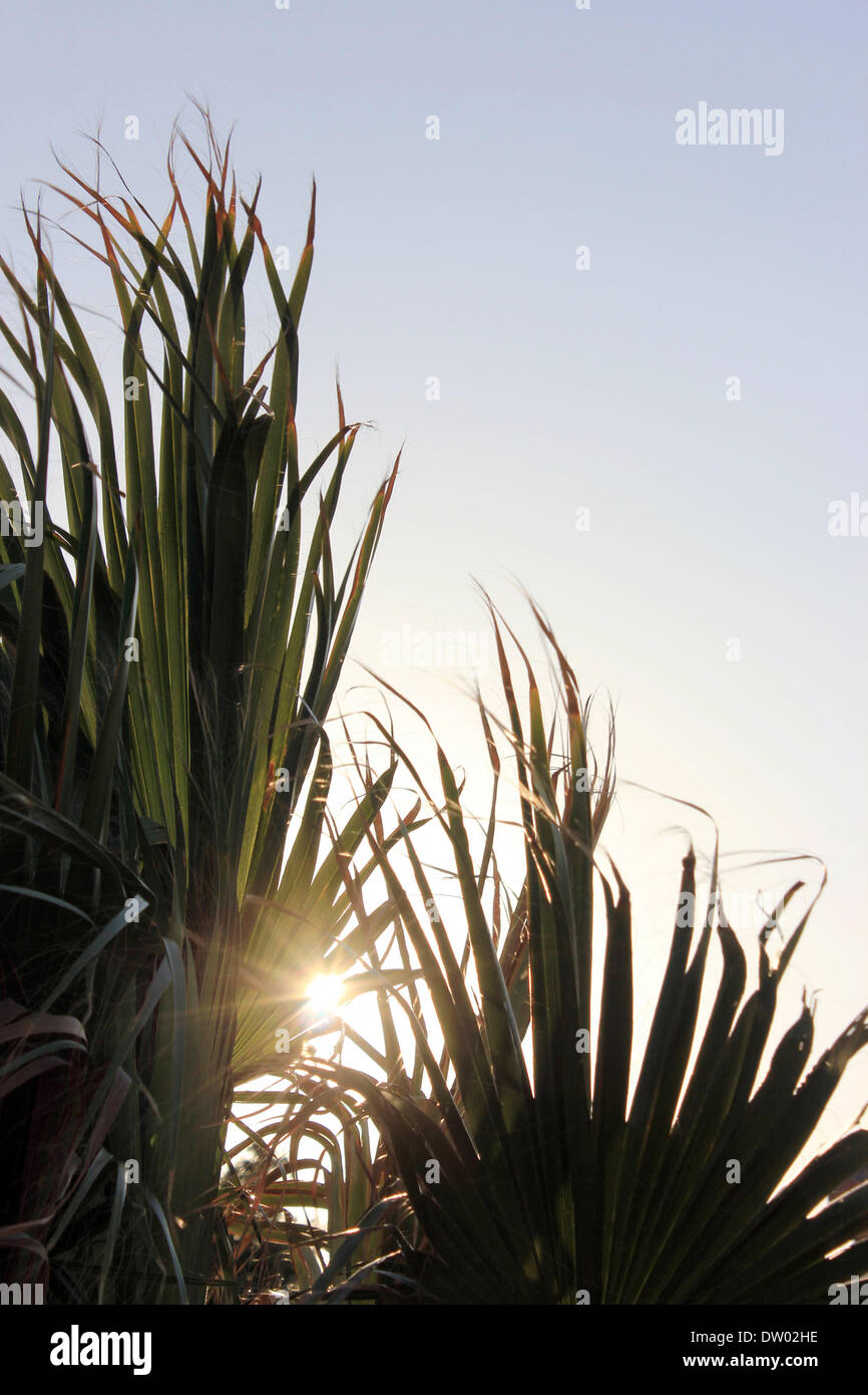 Palm tree bud hi-res stock photography and images - Alamy