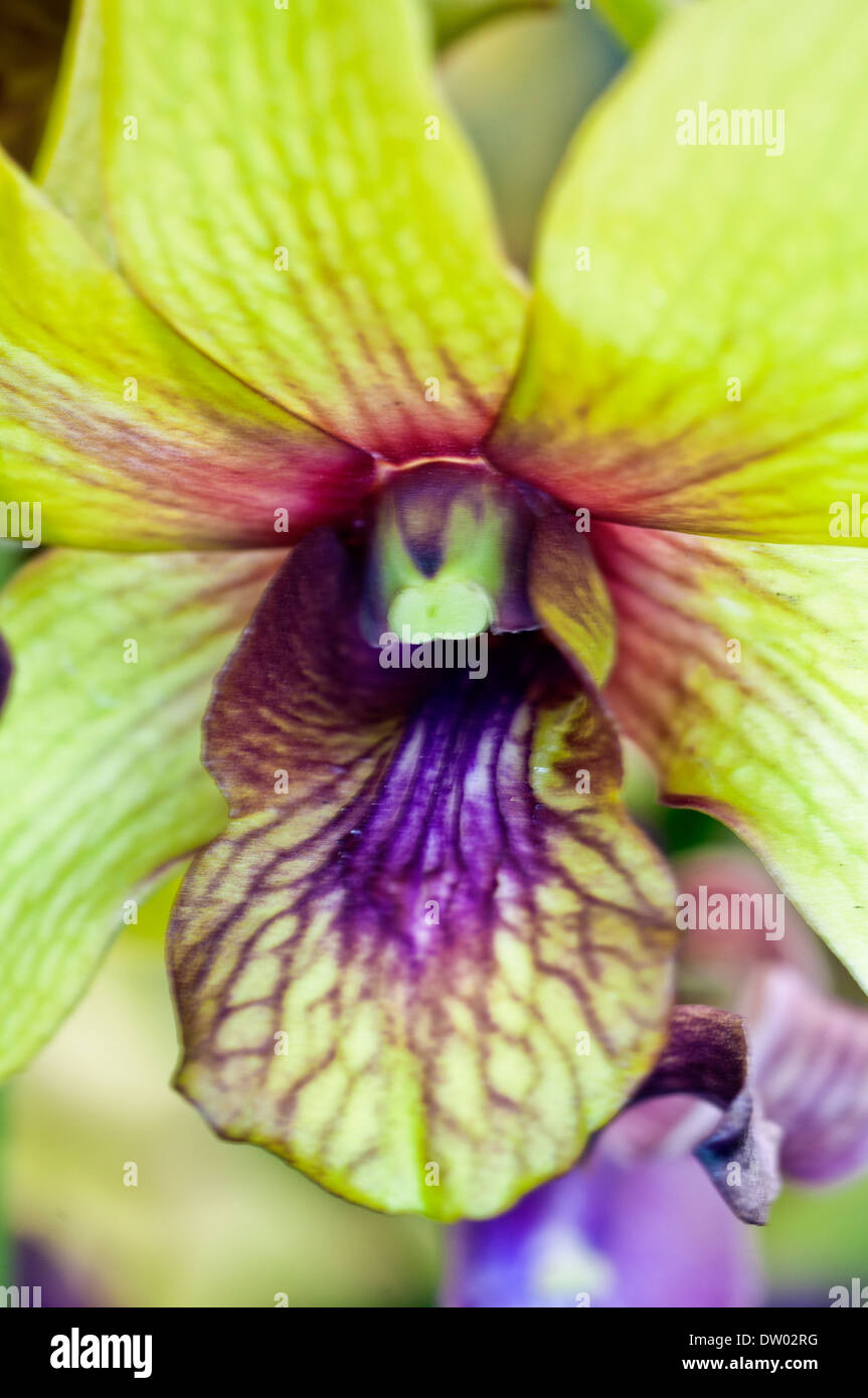 Fox orchid hi-res stock photography and images - Alamy