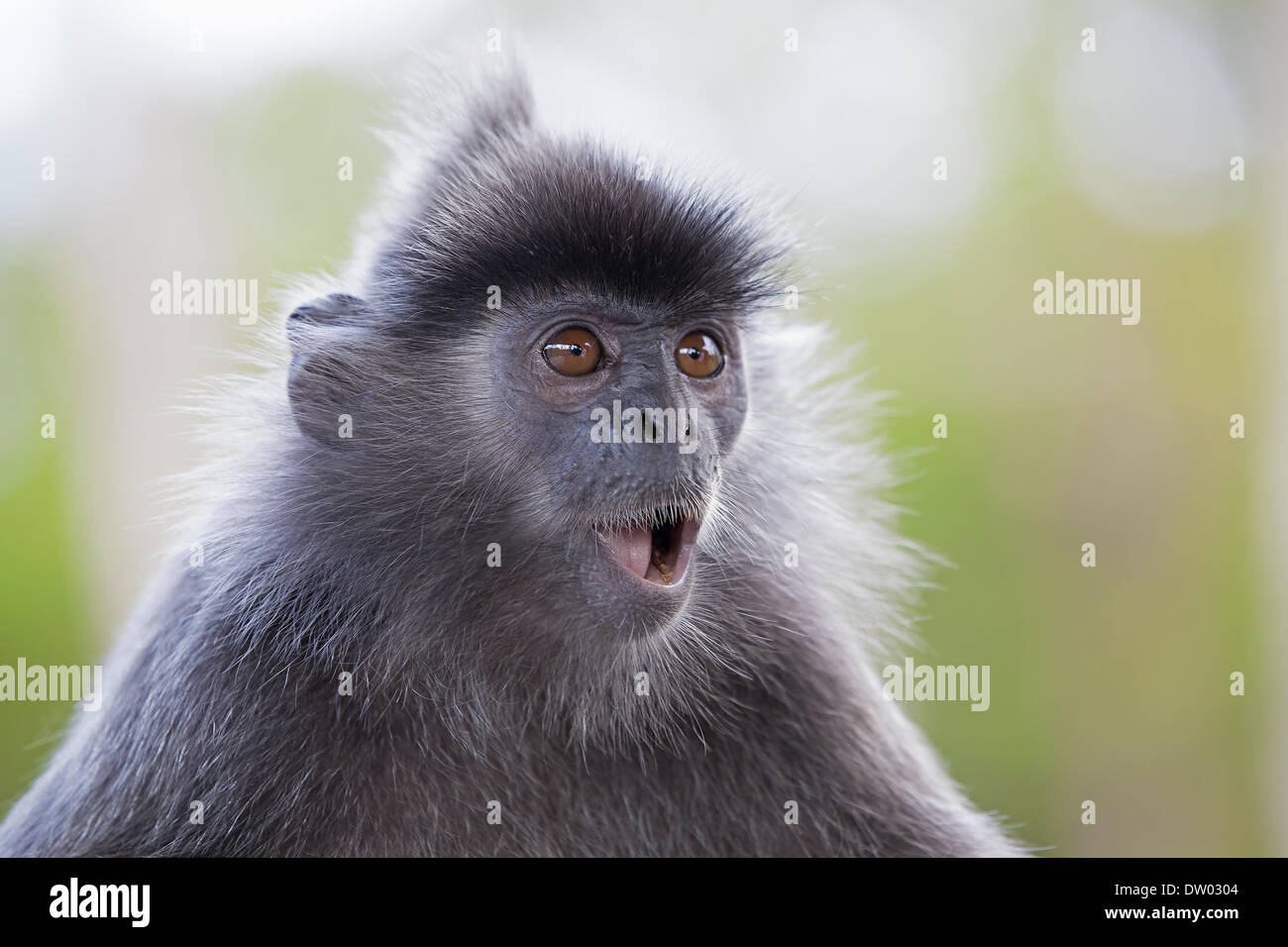 Silver Leaf Monkey Stock Photo - Alamy