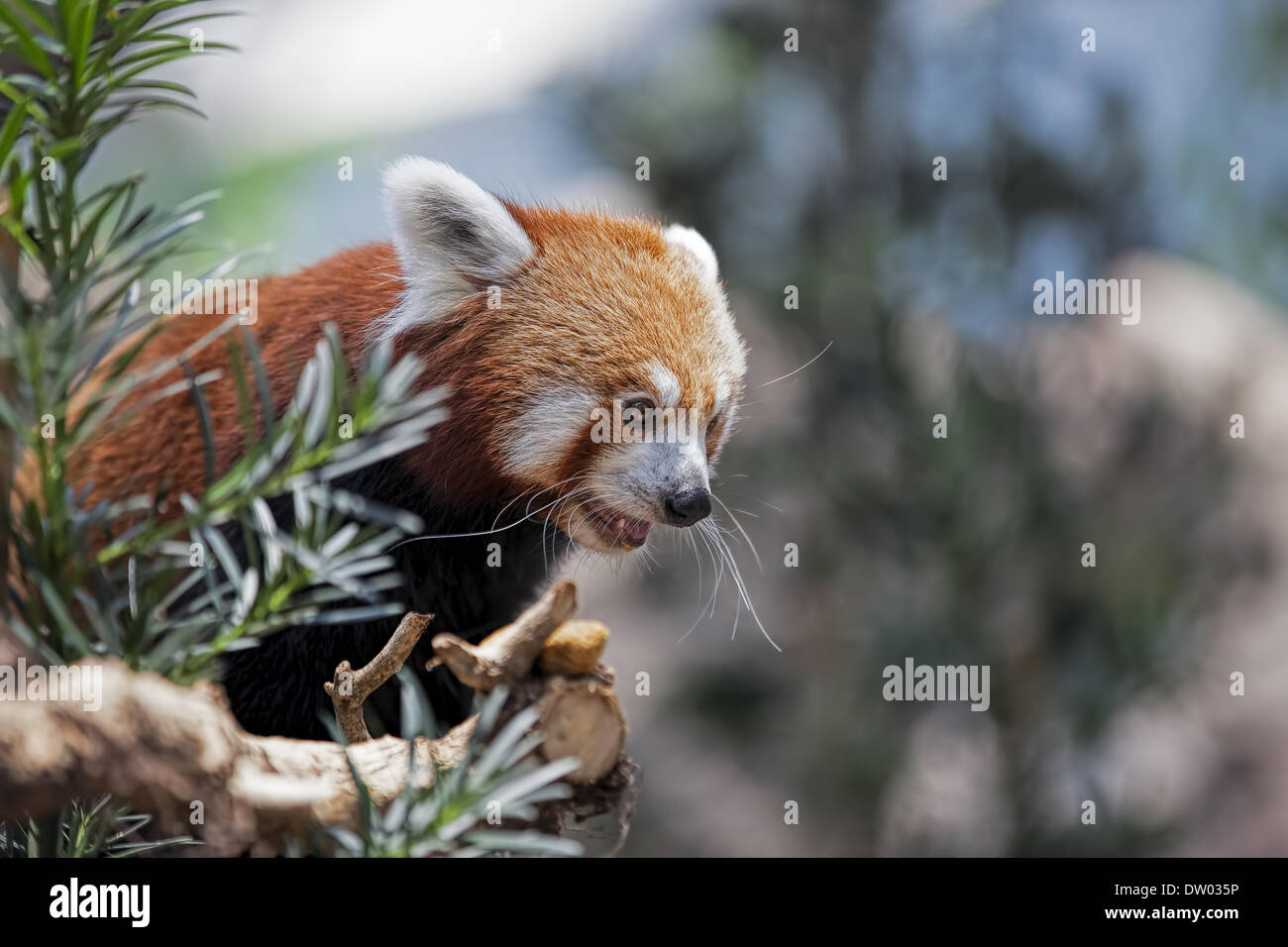 Young red panda hi-res stock photography and images - Alamy
