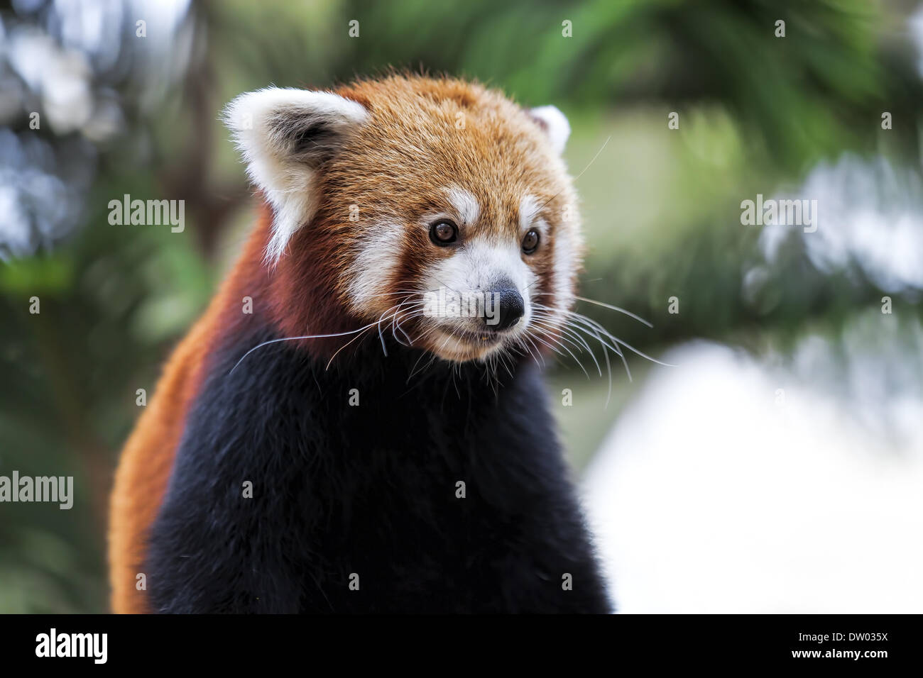 Young red panda hi-res stock photography and images - Alamy