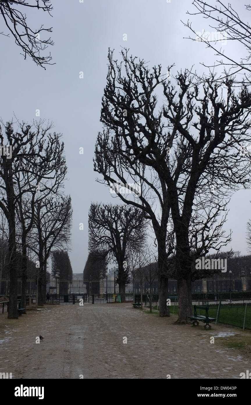 Square Trees Paris High Resolution Stock Photography and Images - Alamy