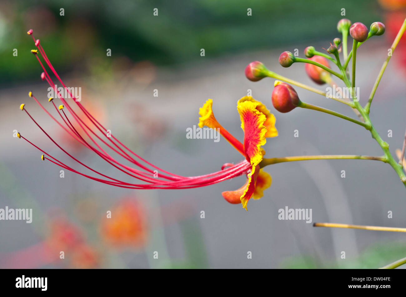 Closeup flower fine tiny hi-res stock photography and images - Alamy