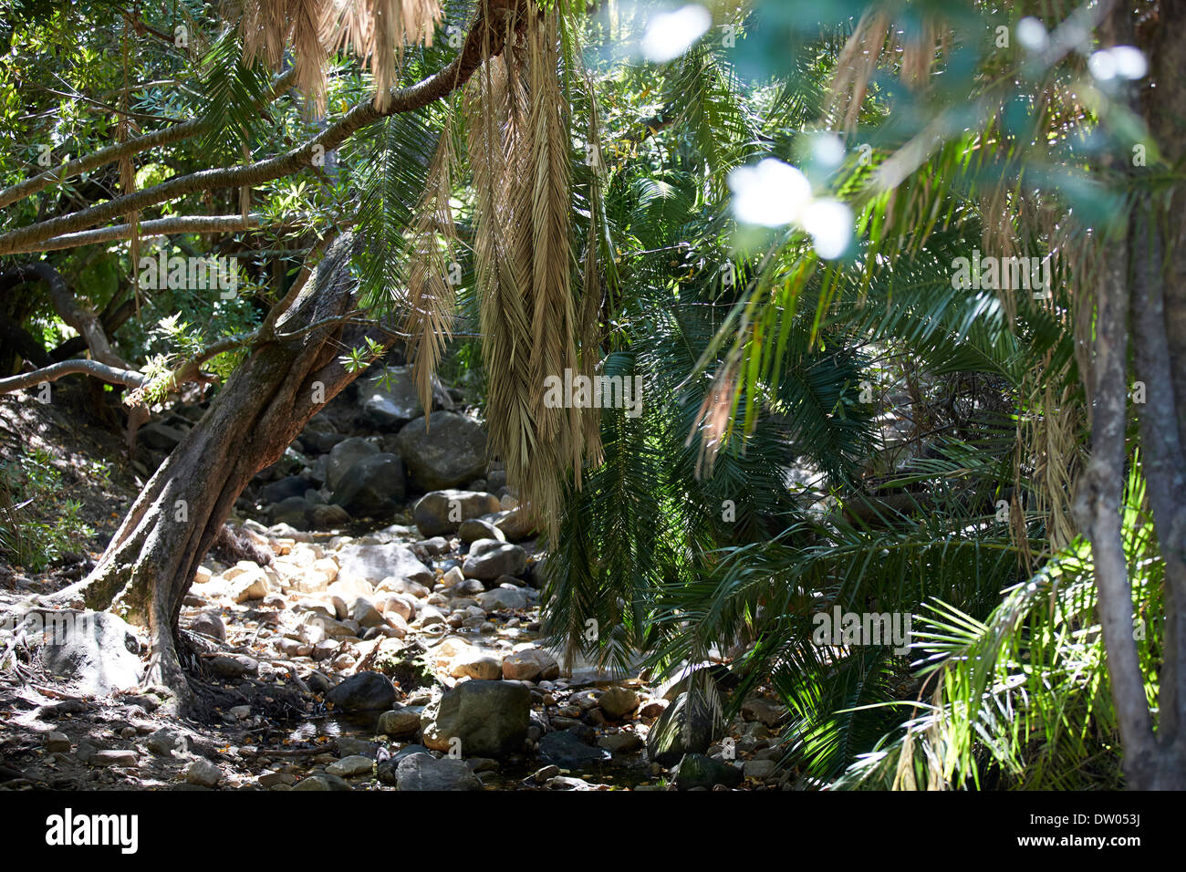 Wild over grown forest of trees Stock Photo - Alamy