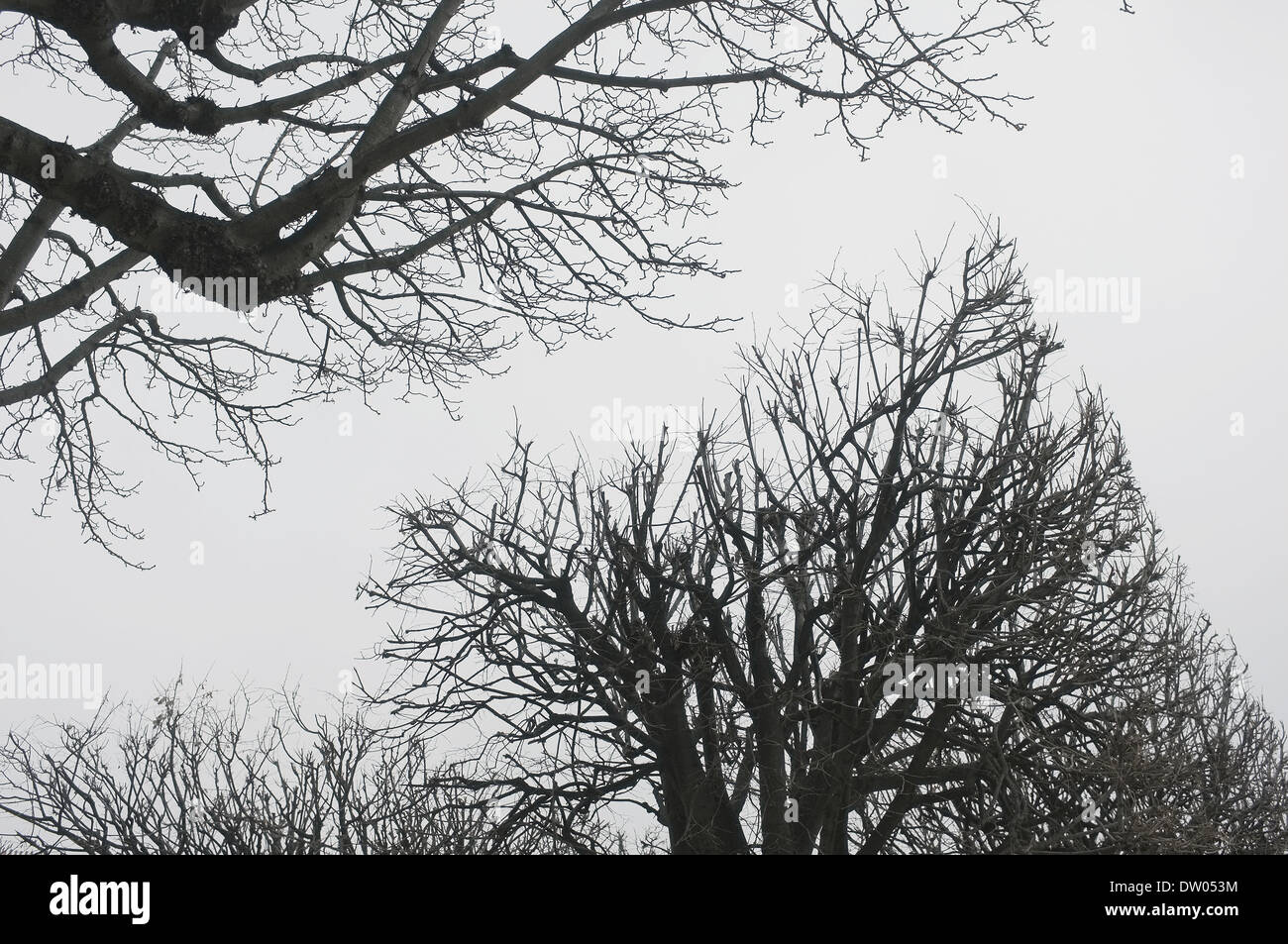 Square topped trees hi-res stock photography and images - Alamy