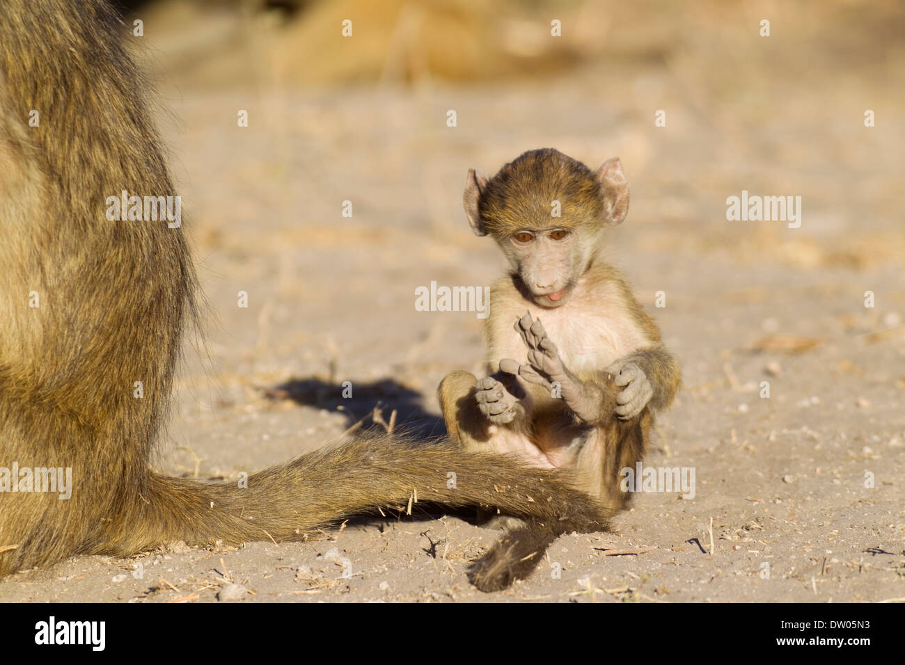 Young baboons play hi-res stock photography and images - Alamy