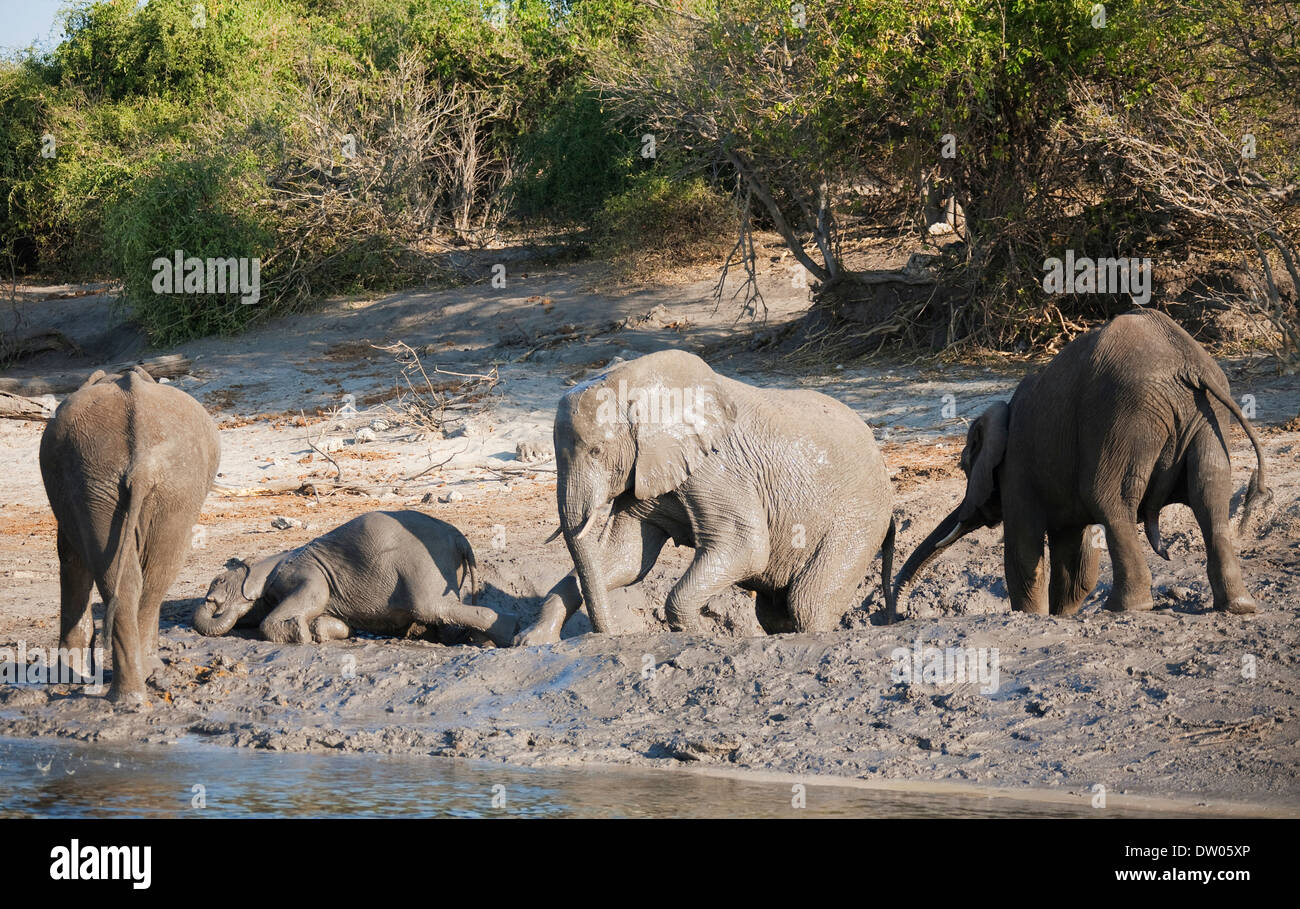 Small african animals hi-res stock photography and images - Alamy