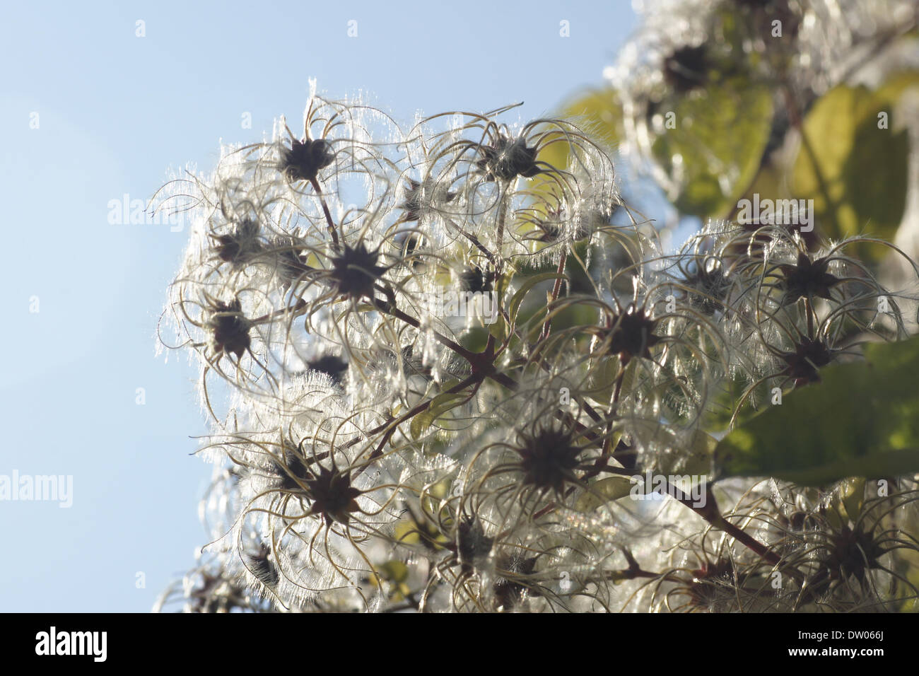 Clematis seed fruit hi-res stock photography and images - Alamy