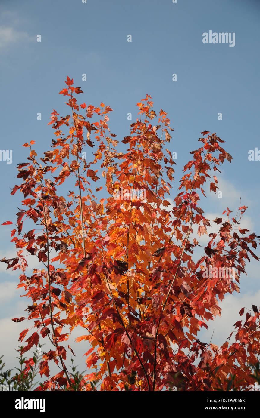 Rotahorn acer rubrum blatt hi-res stock photography and images - Alamy