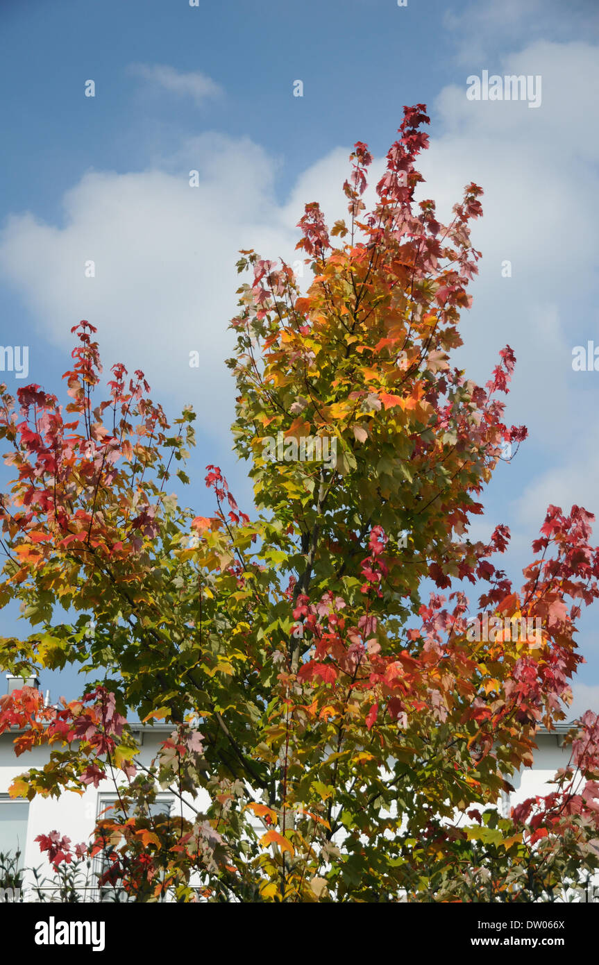 Maple leaf map hi-res stock photography and images - Alamy