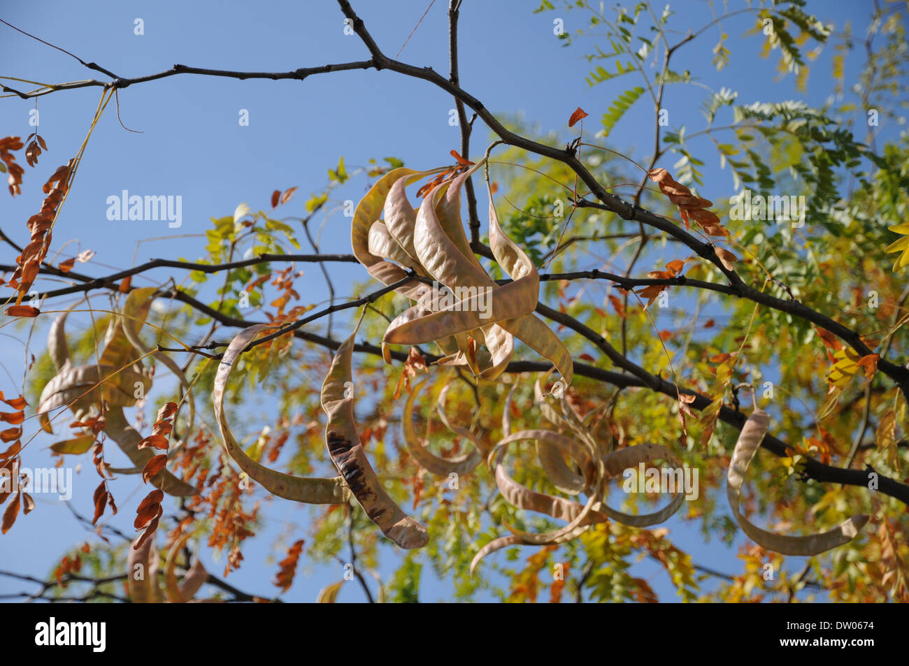 Locust fruit hi-res stock photography and images - Alamy