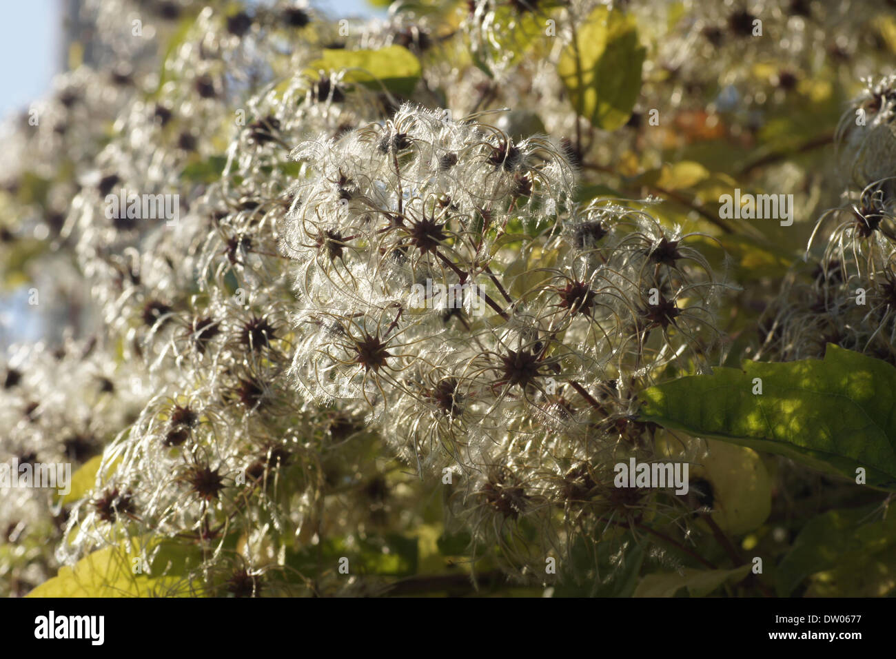 Clematis seed fruit hi-res stock photography and images - Alamy