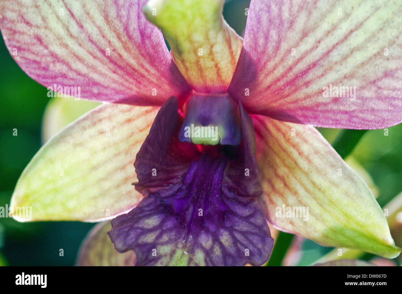 Soft color mix hi-res stock photography and images - Alamy