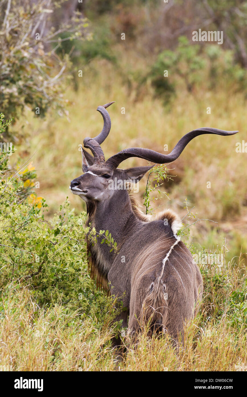 Greater Kudu (Tragelaphus strepsiceros), male with large horns, Kruger ...