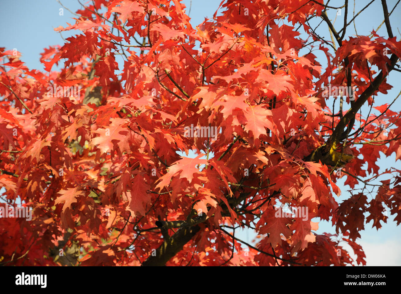 Norther red oak hi-res stock photography and images - Alamy