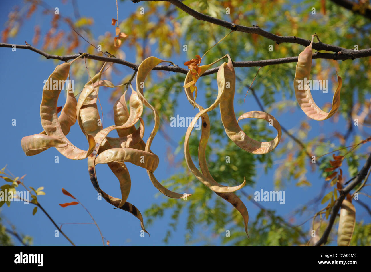 Locust fruit hi-res stock photography and images - Alamy