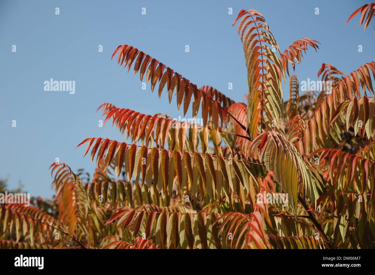 Sumac plants hi-res stock photography and images - Alamy