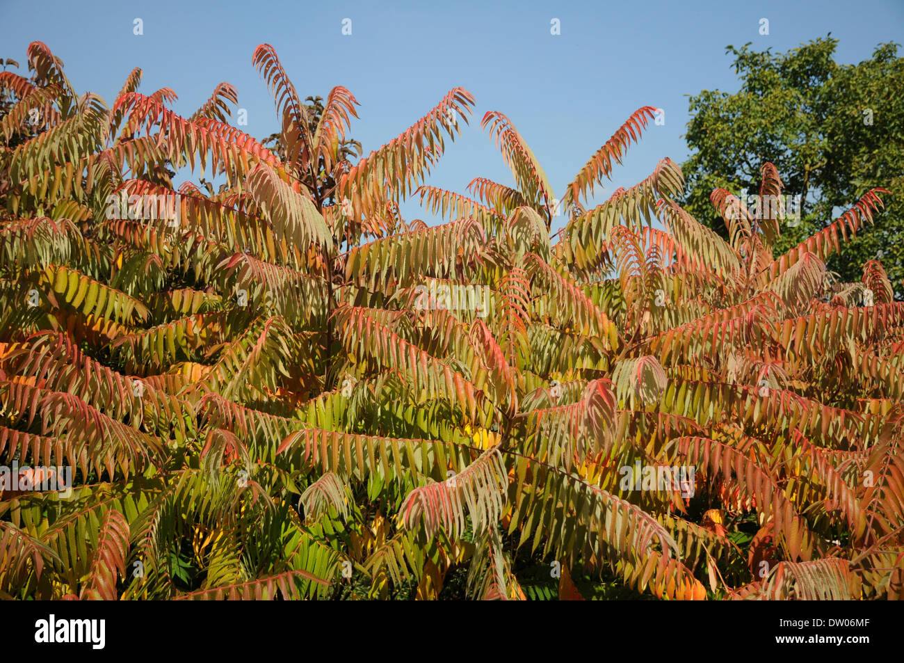 Suma plant hi-res stock photography and images - Alamy