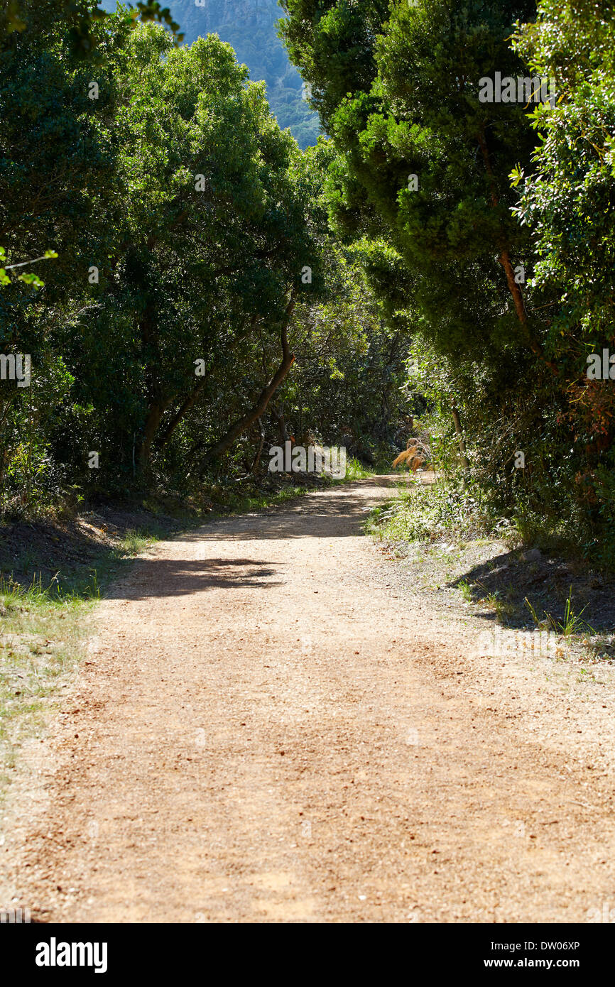 Dirt track road Stock Photo - Alamy