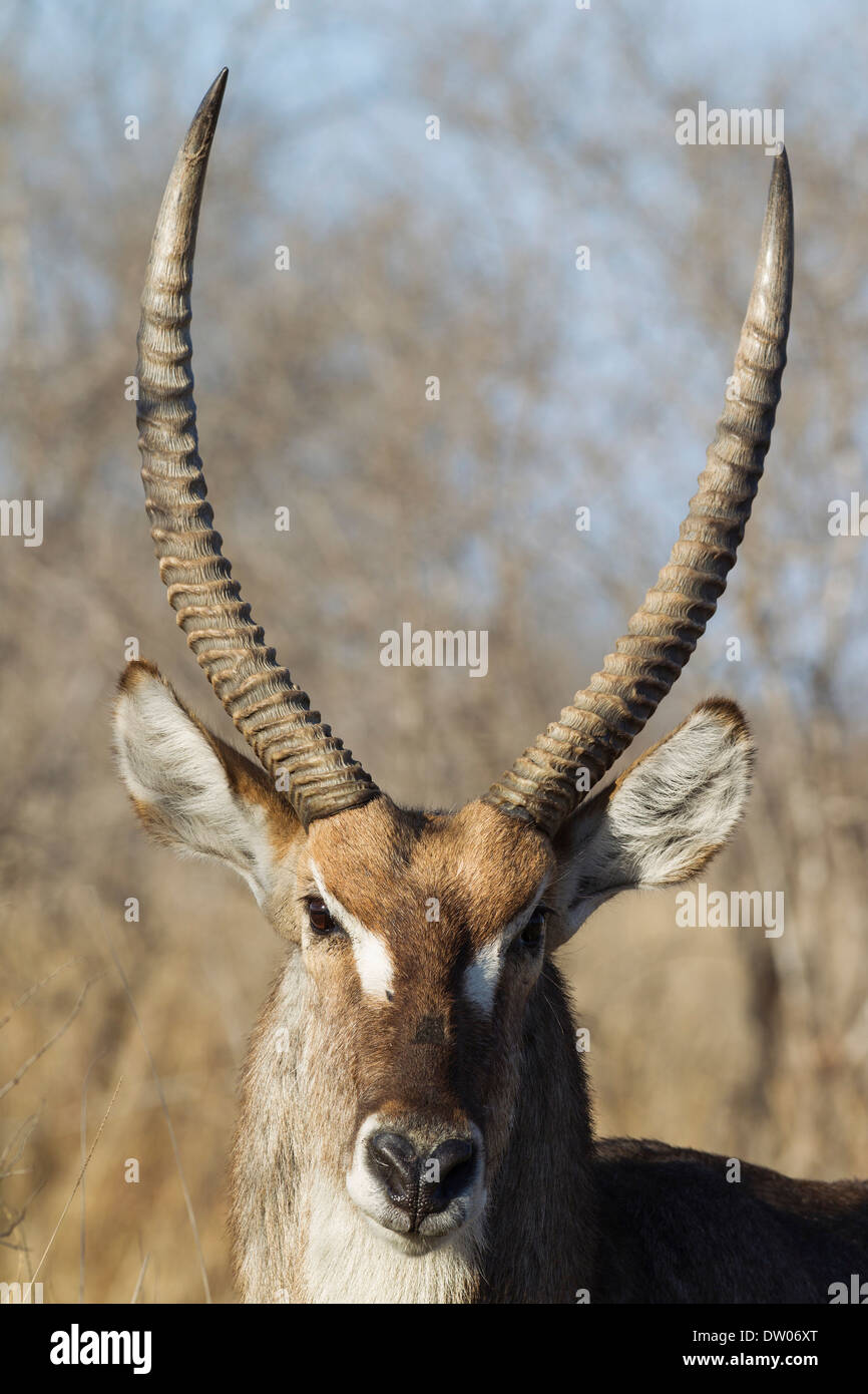 Common waterbucks hi-res stock photography and images - Alamy