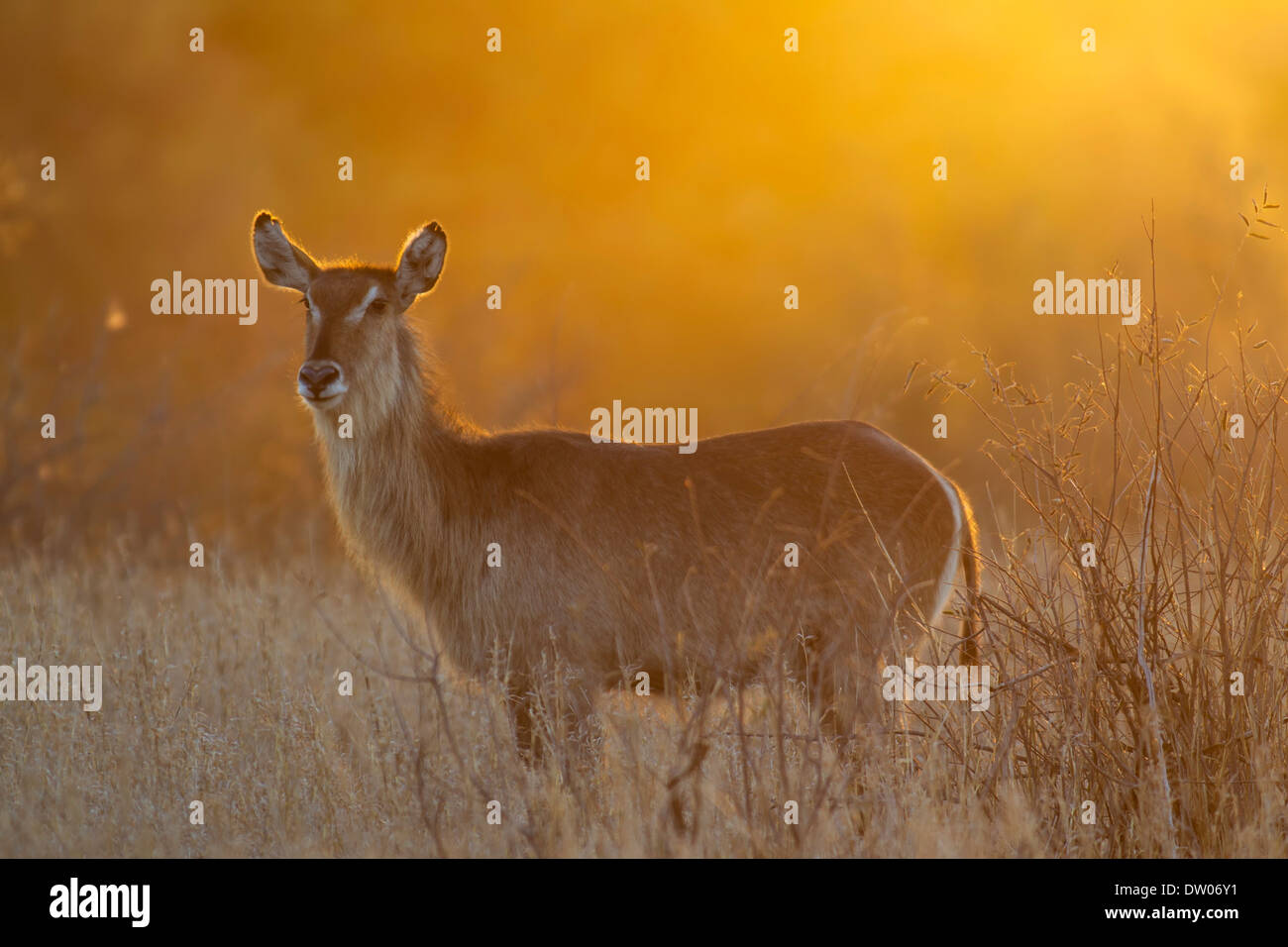 Common Waterbuck (Kobus ellipsiprymnus), cow at sunset, Kruger National ...