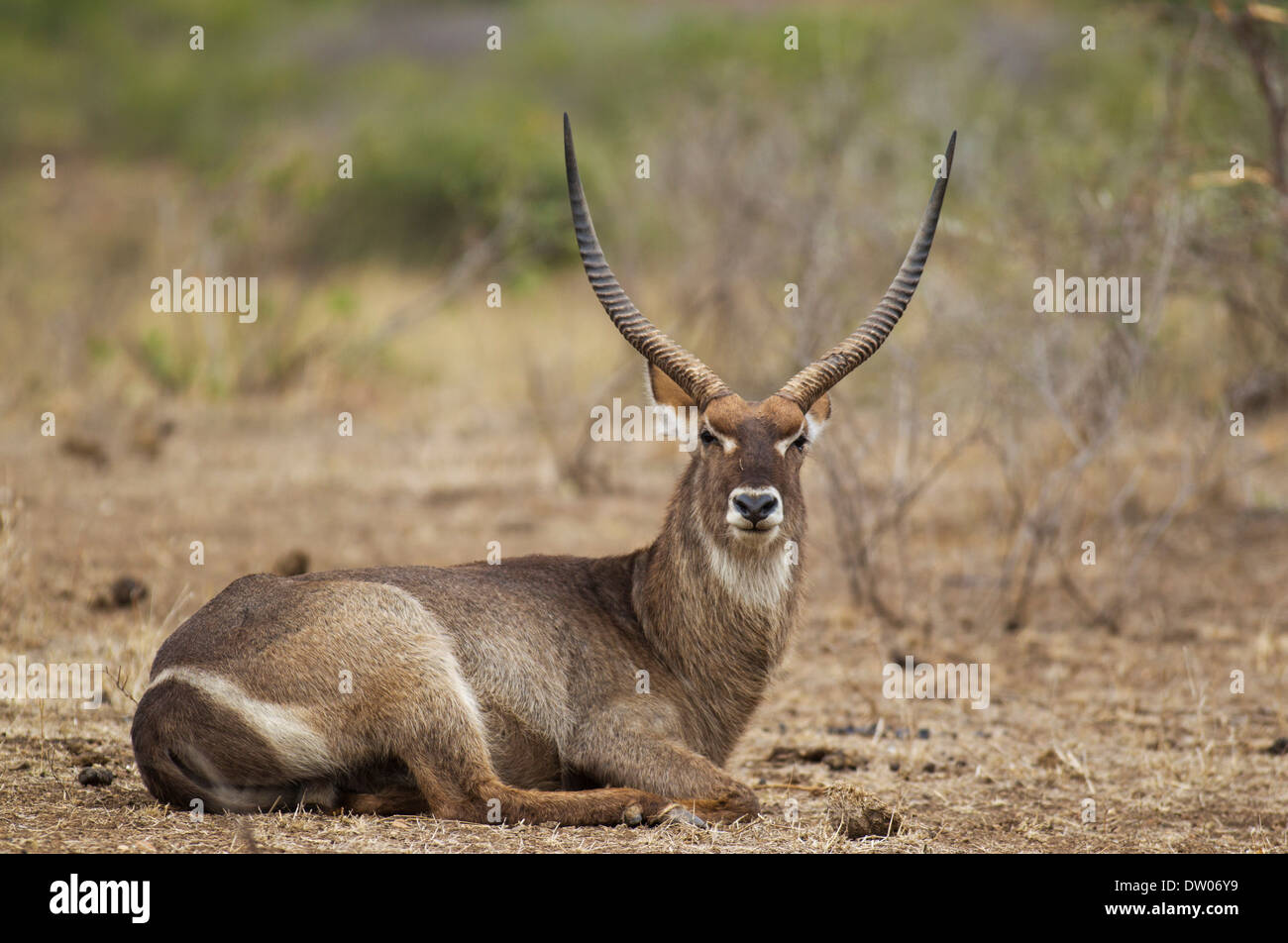 Common Waterbuck (Kobus ellipsiprymnus), resting bull, Kruger National ...