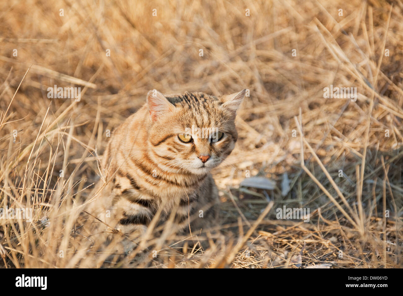 Black-footed Cat (Felis nigripes), listed as vulnerable species ...