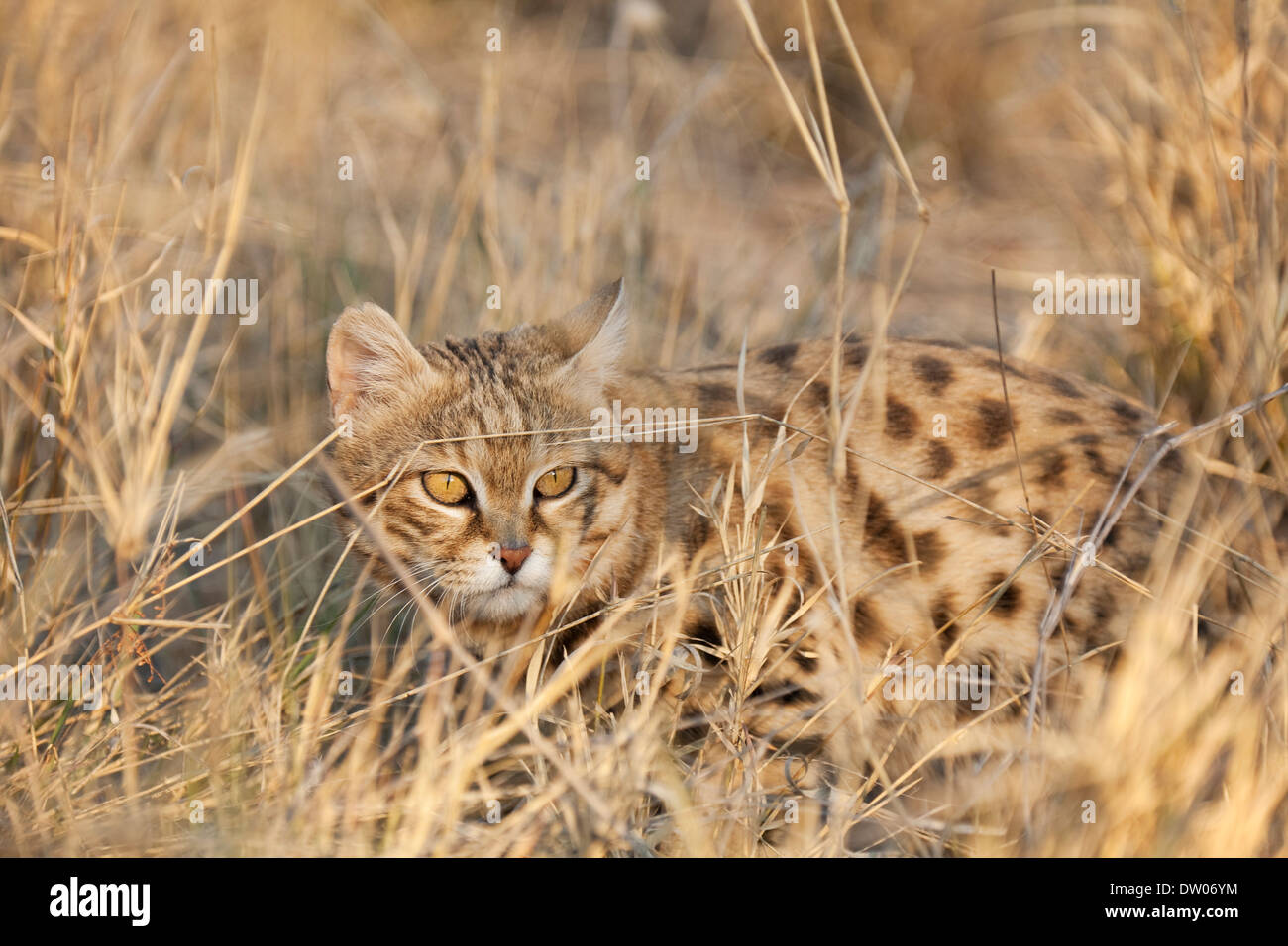 Aeluroidea felinae felis nigripes grasses grass mammalian mammals hi ...
