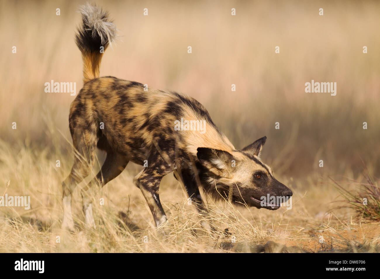 Are Dogs Endangered Species