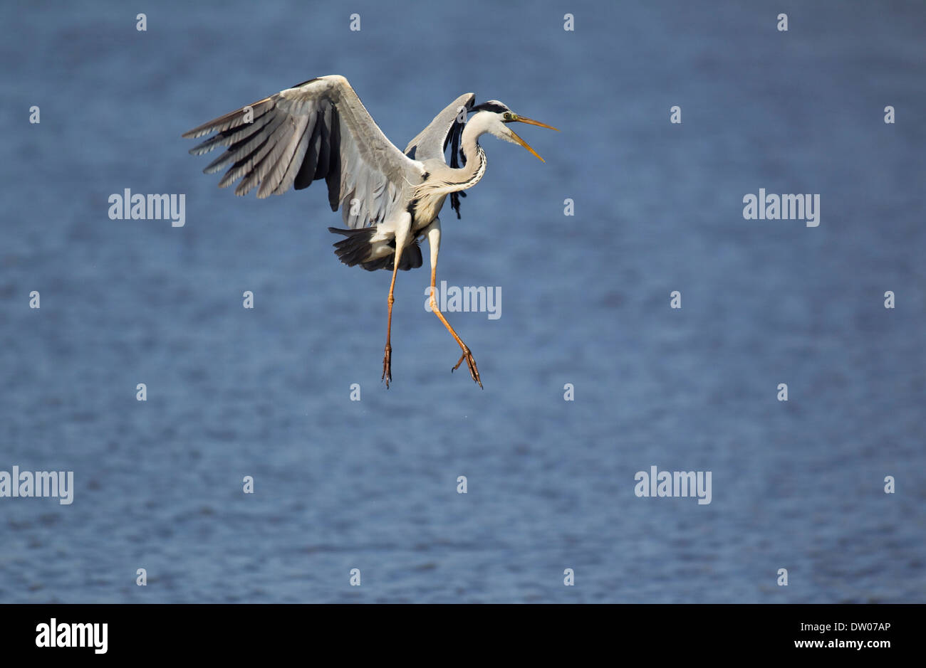 Hostile animals hi-res stock photography and images - Alamy