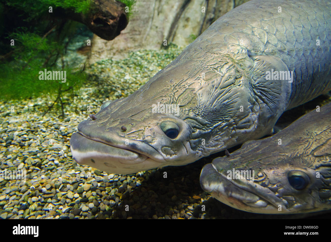 Pirarucú hi-res stock photography and images - Alamy