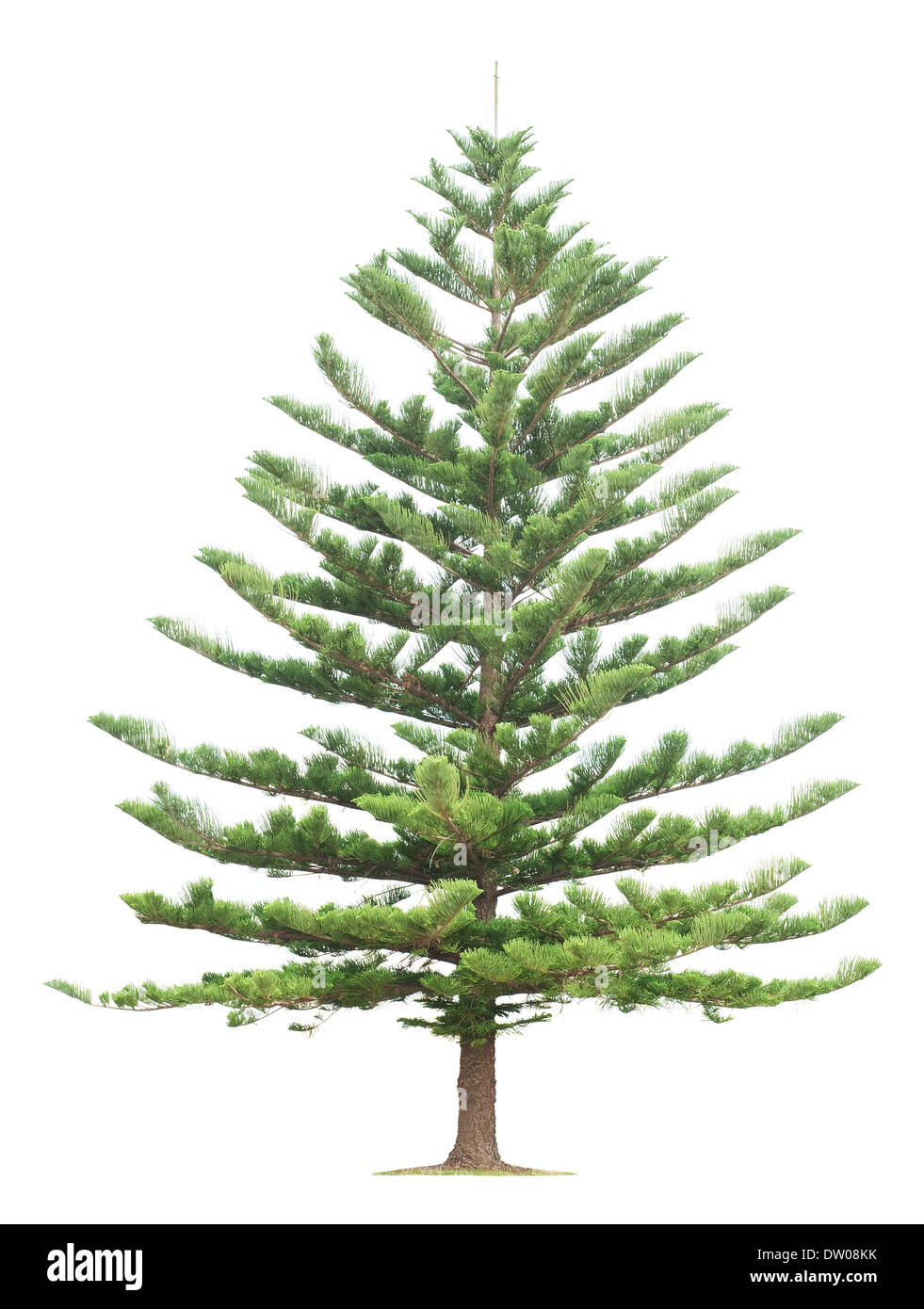 Tree on white background Stock Photo - Alamy