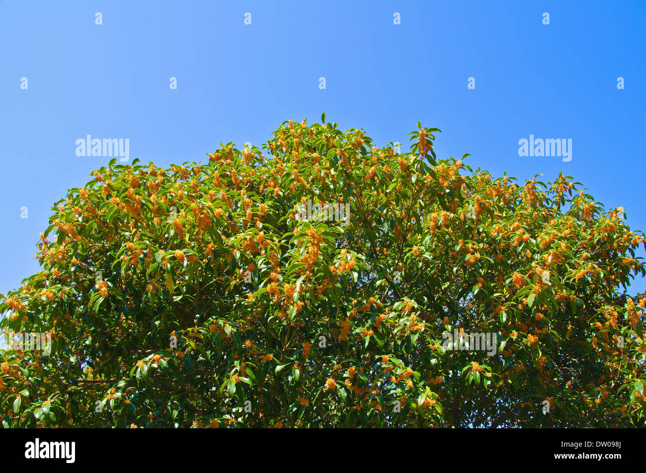 Osmanthus orange hi-res stock photography and images - Alamy