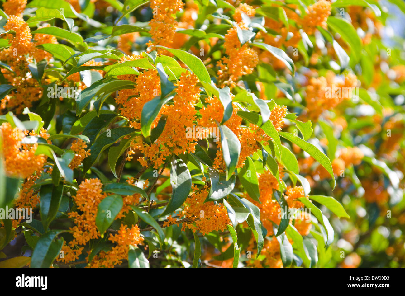 Osmanthus fragrans hi-res stock photography and images - Alamy